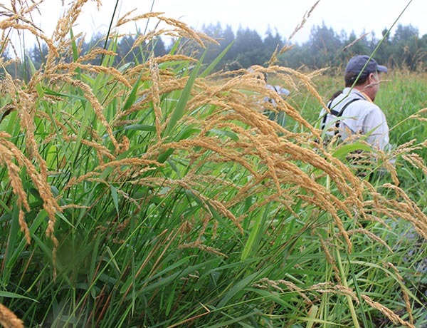 Reed canary grass store